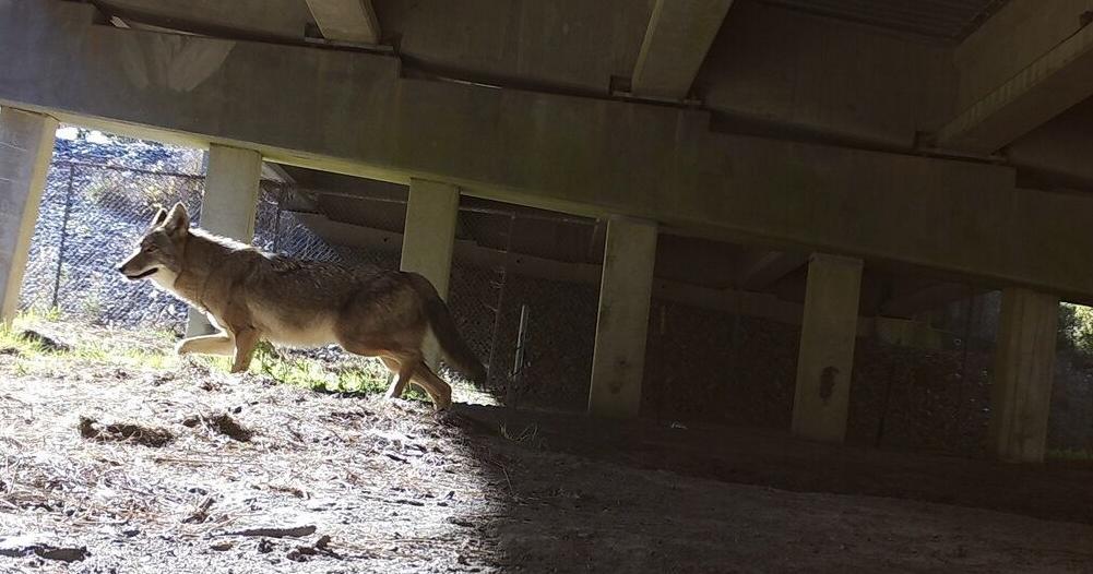 North Carolina hopes wildlife crossing can save red wolves