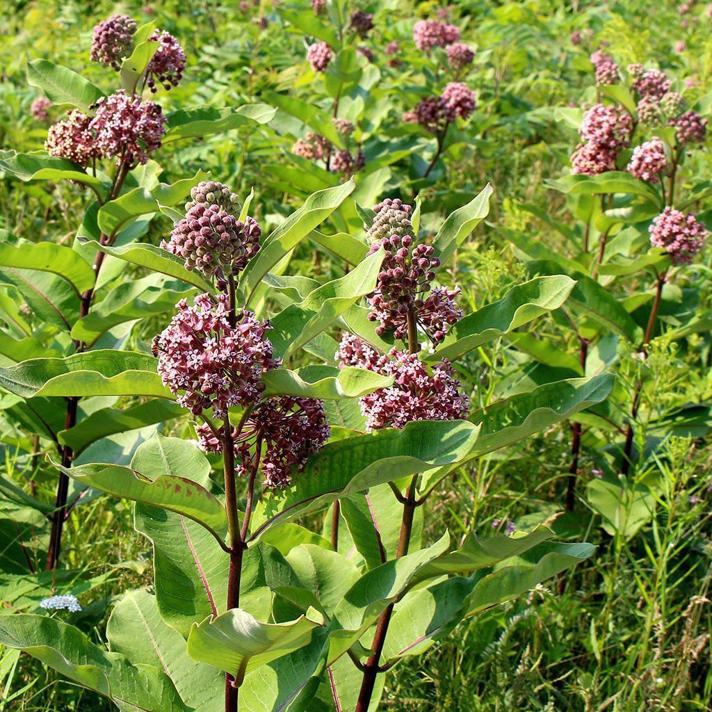 Plant Palette: Milkweed helps with pollinators