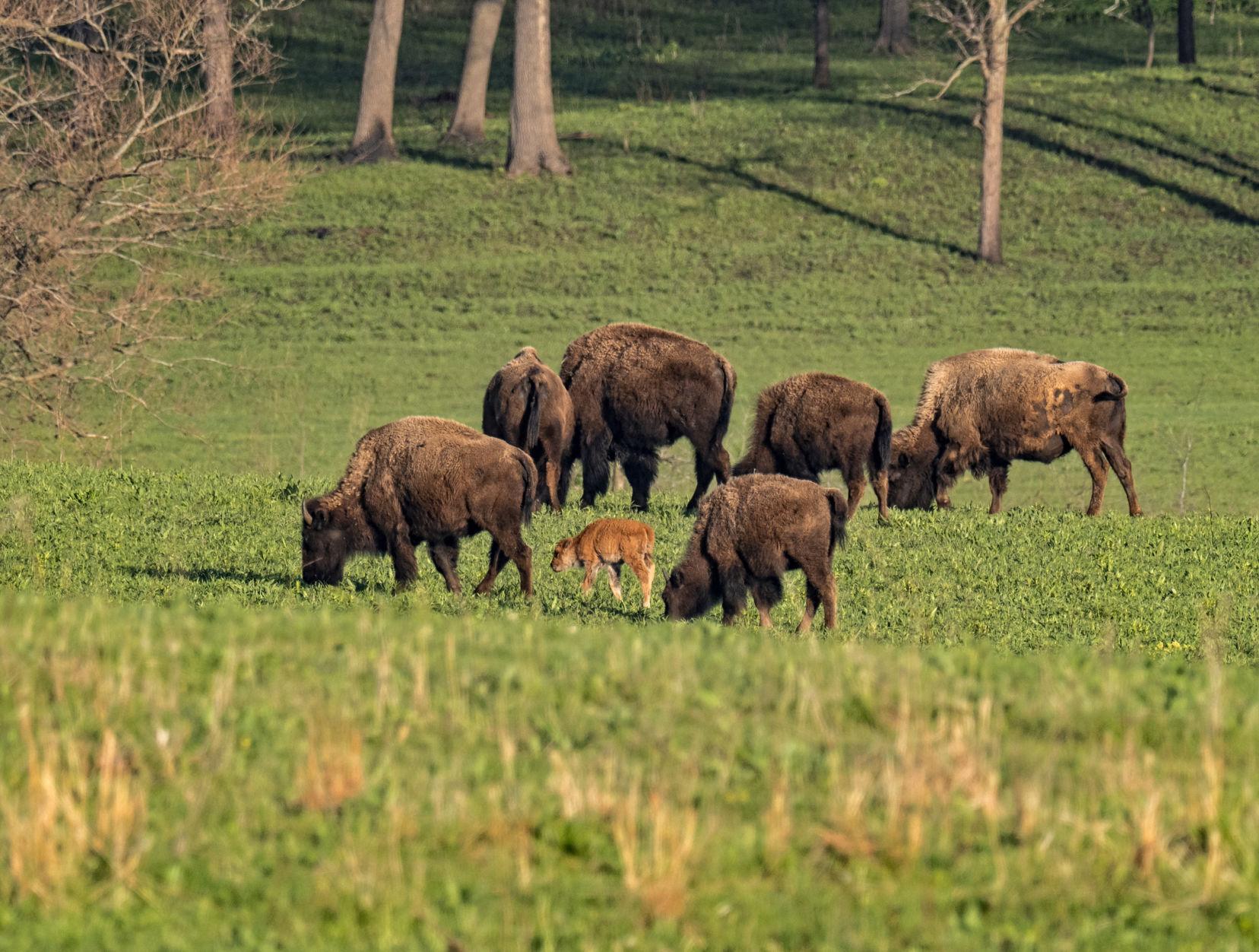 Watch now: Nachusa brings large-scale prairie, bison back to Illinois ...