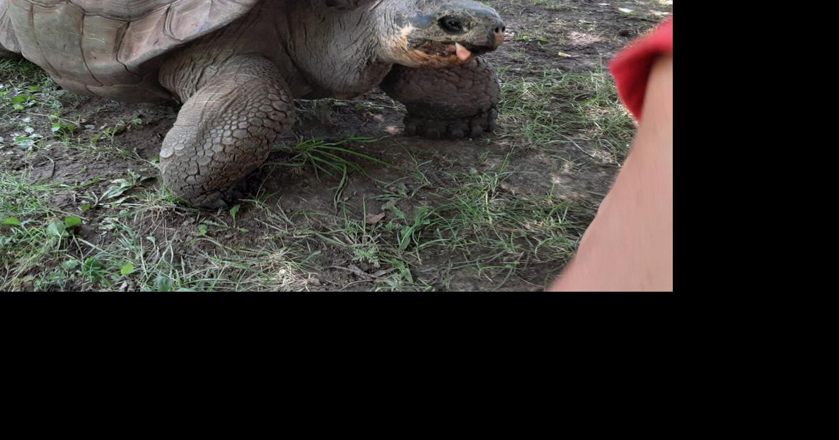 At 50 years old, birthday boy Sam the Galapagos tortoise is still a ...