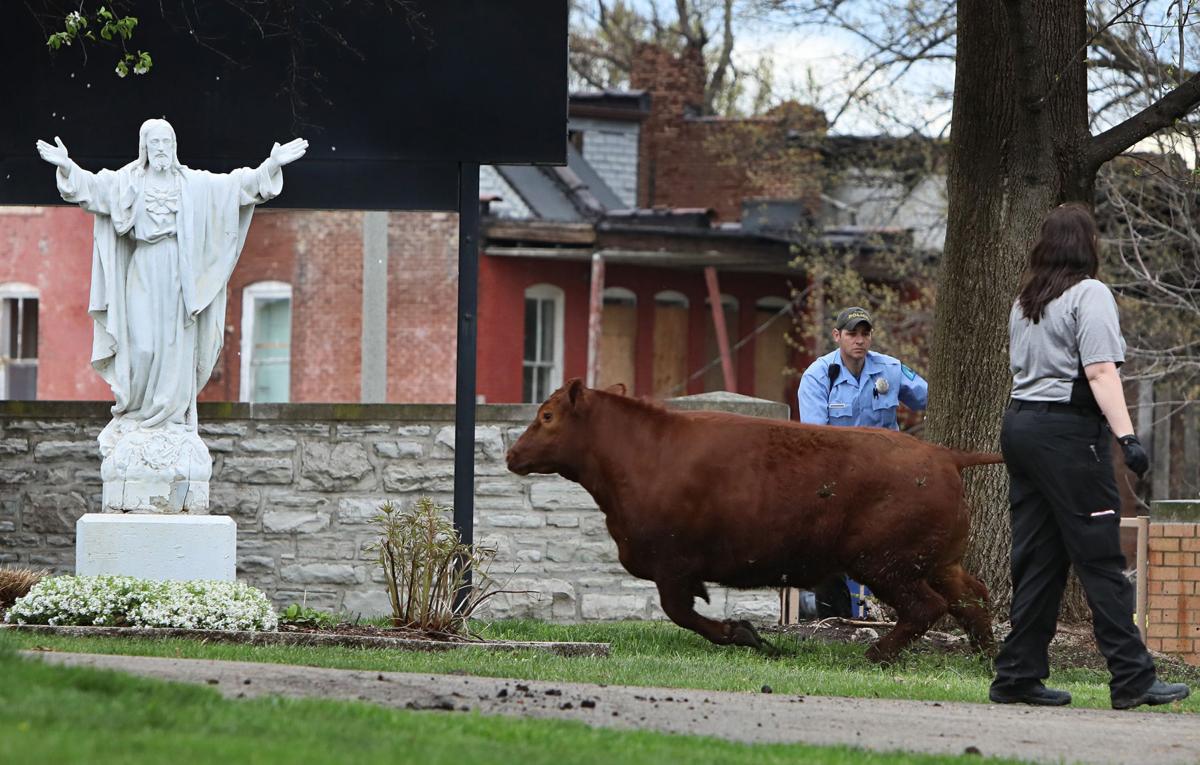 Escaped slaughterhouse cattle find greener pastures | National | herald ...