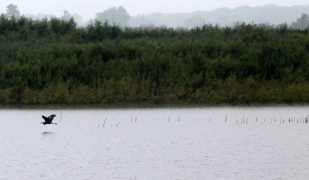 Basin home to Lake Decatur silt, its own ecosystem