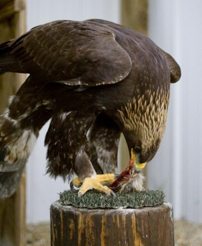 Rare golden eagle recovering from injury with help of Illinois Raptor ...