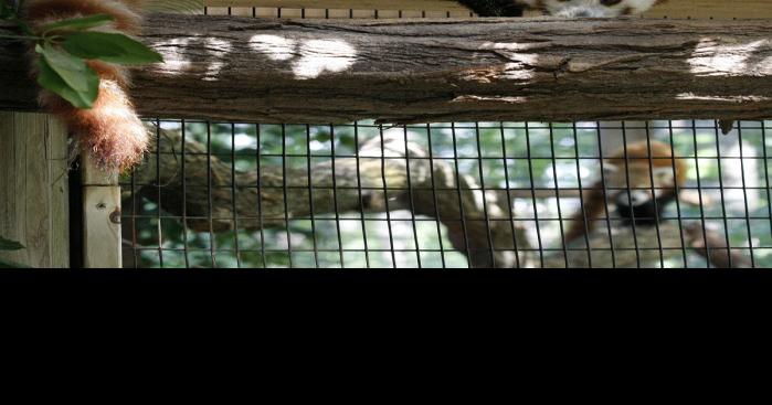 Love is rather rocky for red pandas at Scovill Zoo