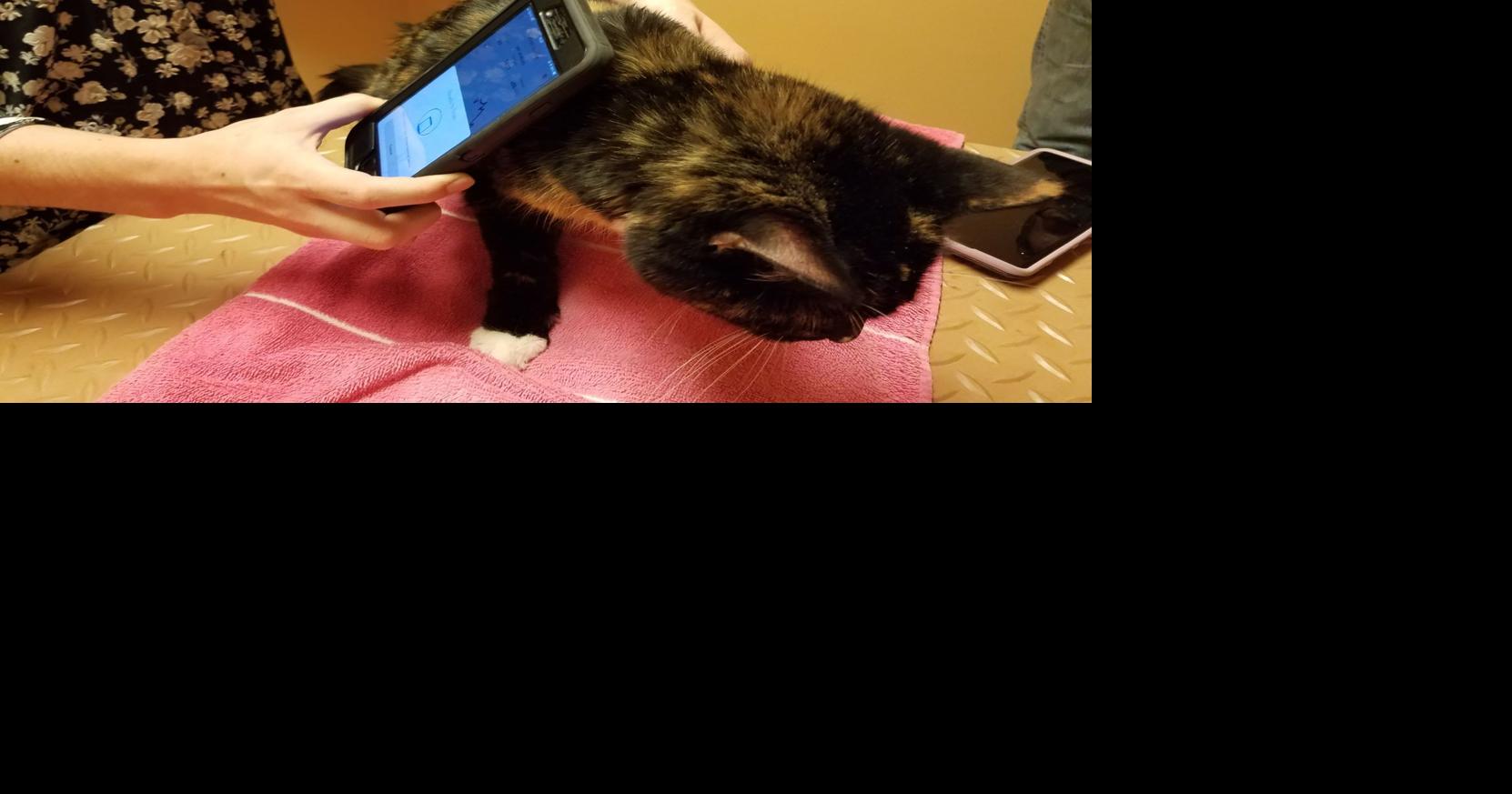Northgate Pet Clinic uses human diabetes monitor for a cat called Emma