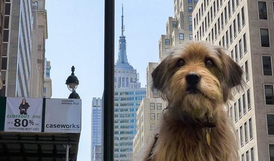 Benji ready for Netflix close-up