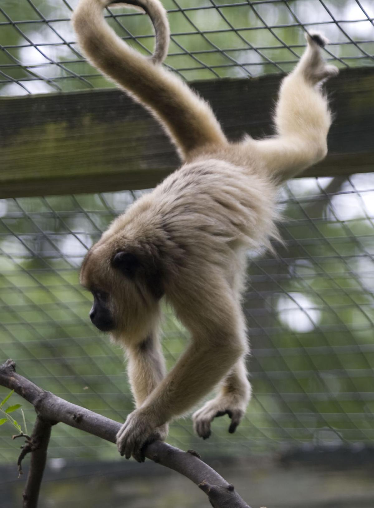 PHOTOS: Scovill Zoo introduces howler monkeys plus new baby lemur