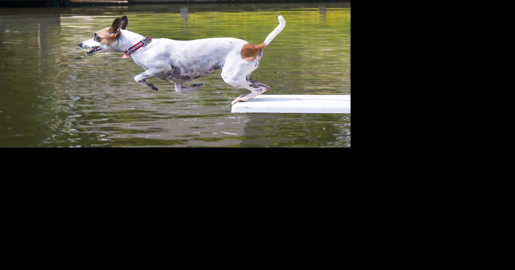 Decatur dog ranked as one of the top dog divers