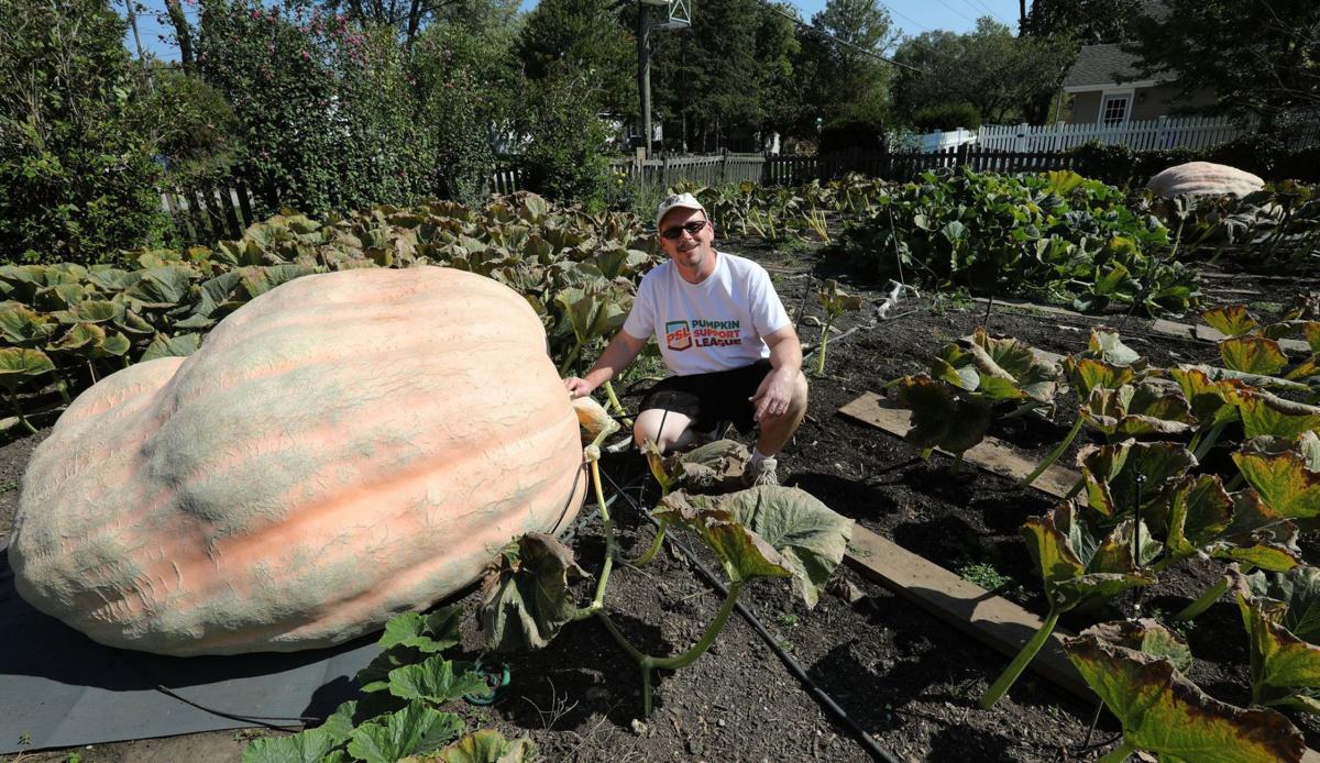 A dedicated cult of growers look to grow the biggest giant pumpkin in ...