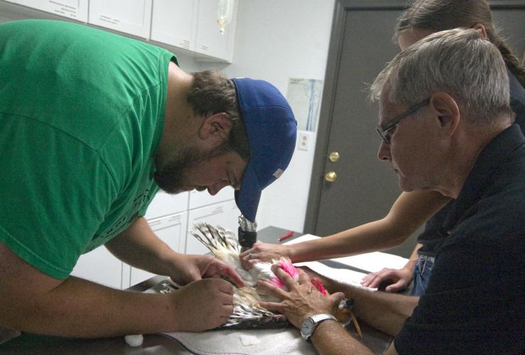 Ospreys land in safe hands at Illinois Raptor Center