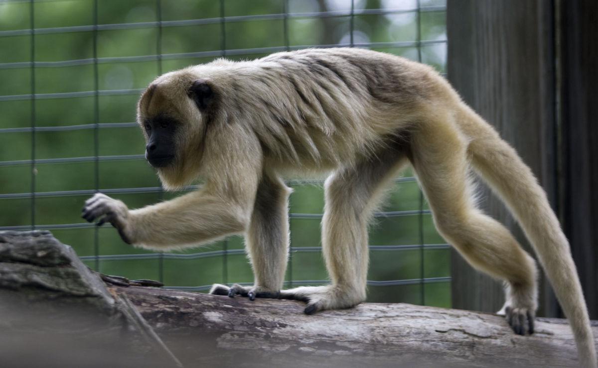 PHOTOS: Scovill Zoo introduces howler monkeys plus new baby lemur