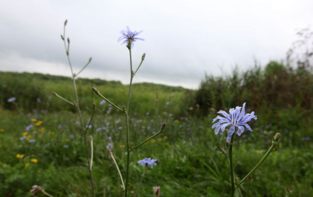 Basin home to Lake Decatur silt, its own ecosystem | Local | herald ...