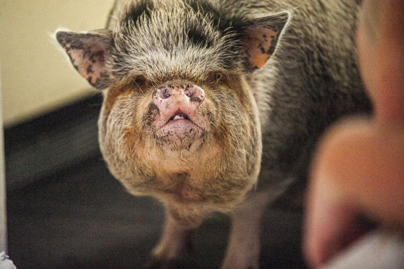 In Central Illinois, some pig owners fight local governments to keep ...