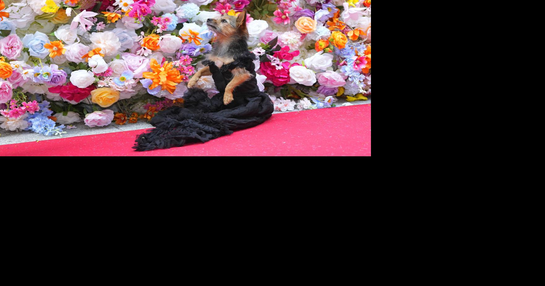 Pet Gala at New York's American Kennel Club Museum of the Dog