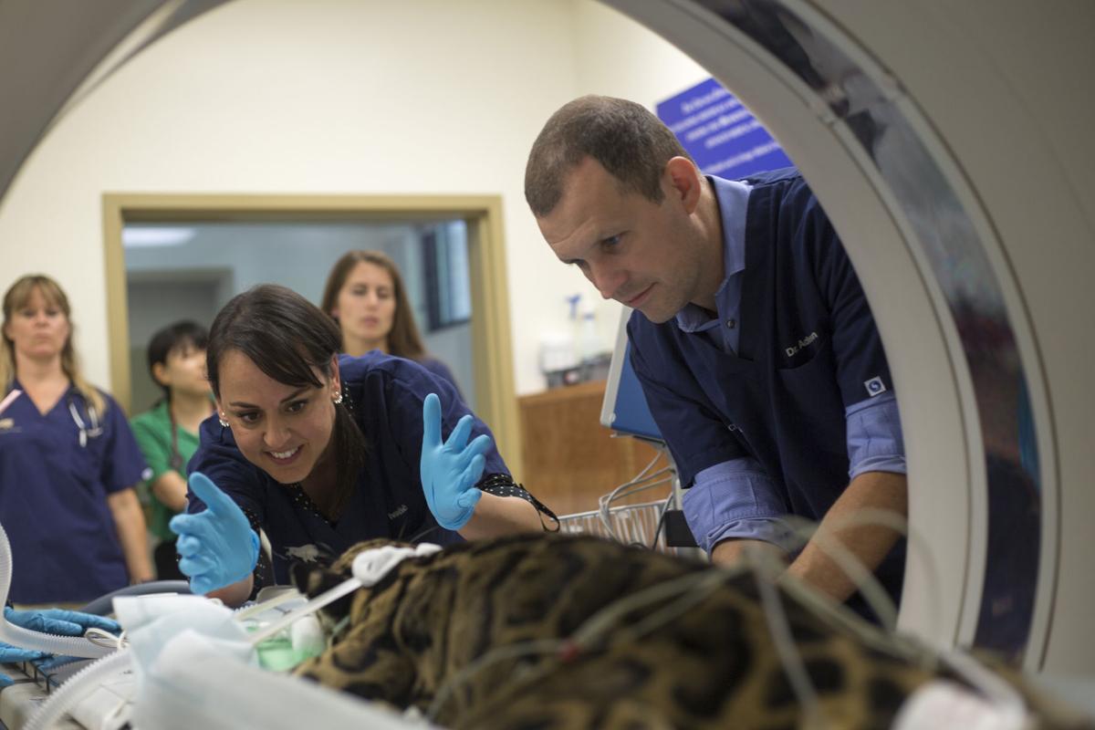 Zoo radiologist’s patients are feathered, finned and fanged