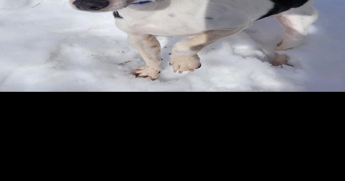 Meet Andre, the Pet of the Week