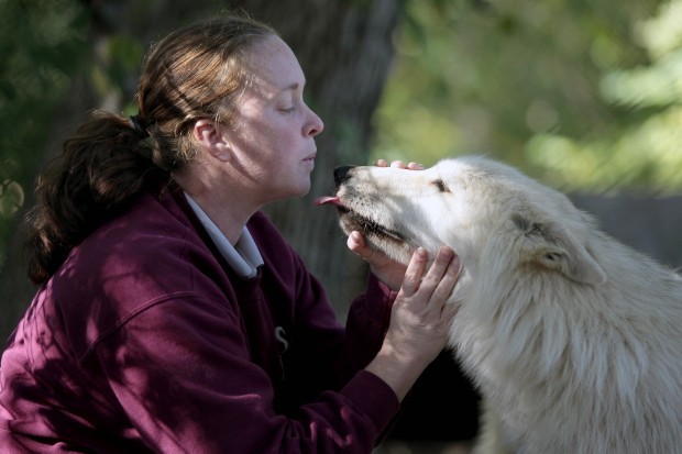 Zookeeper Movie Wolf