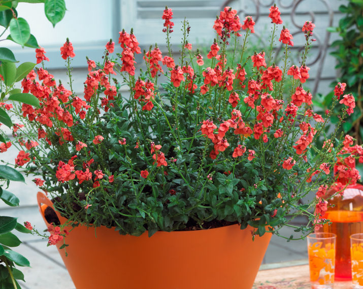 Sundiascia striking in landscape and containers