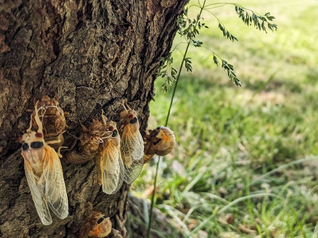 EIU entomologist studying cicadas during massive emergence in Charleston