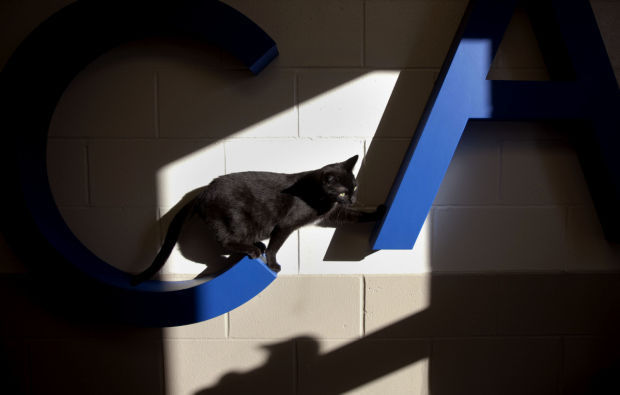 Larger cat room nears reality at animal shelter