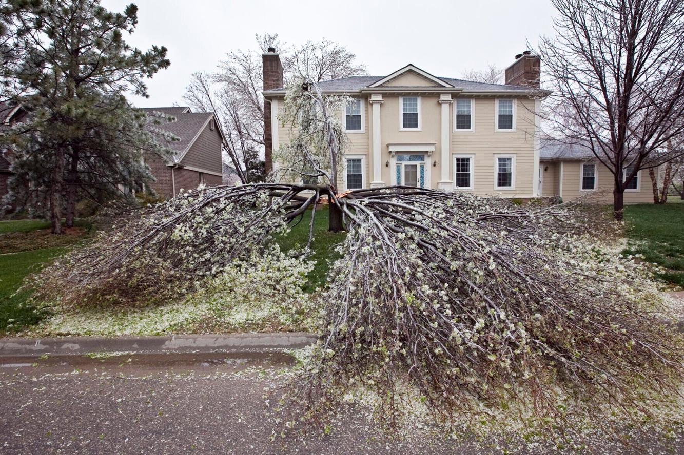 Illinois will ban invasive Callery pear tree in 2028 under Exotic Weed Act