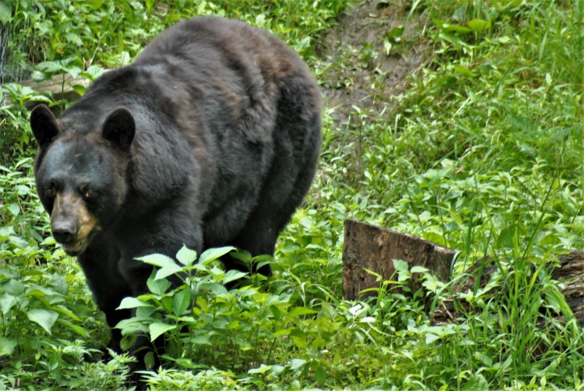 Churchill: For animal lovers, adventure awaits at Wildlife Prairie Park ...