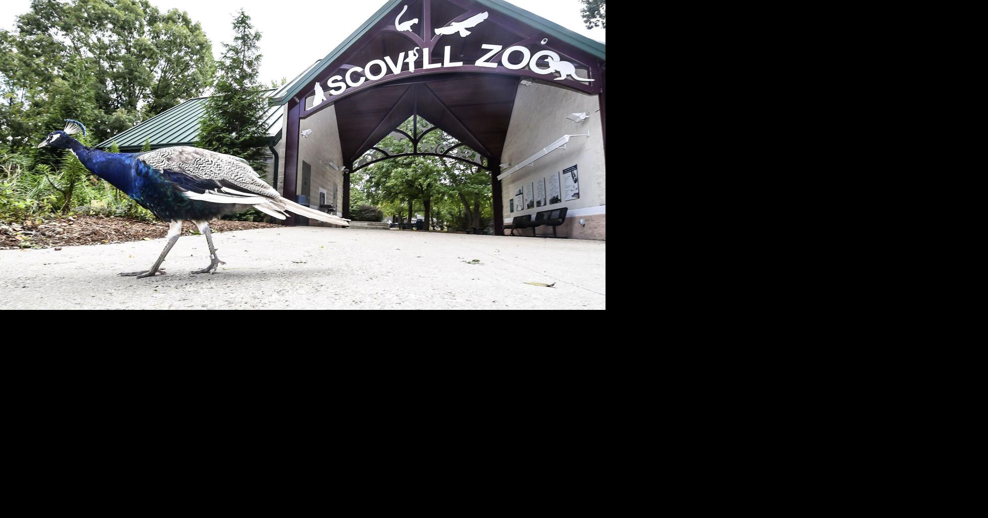 100 Reasons: Scovill Zoo promotes conservation, education — and fun