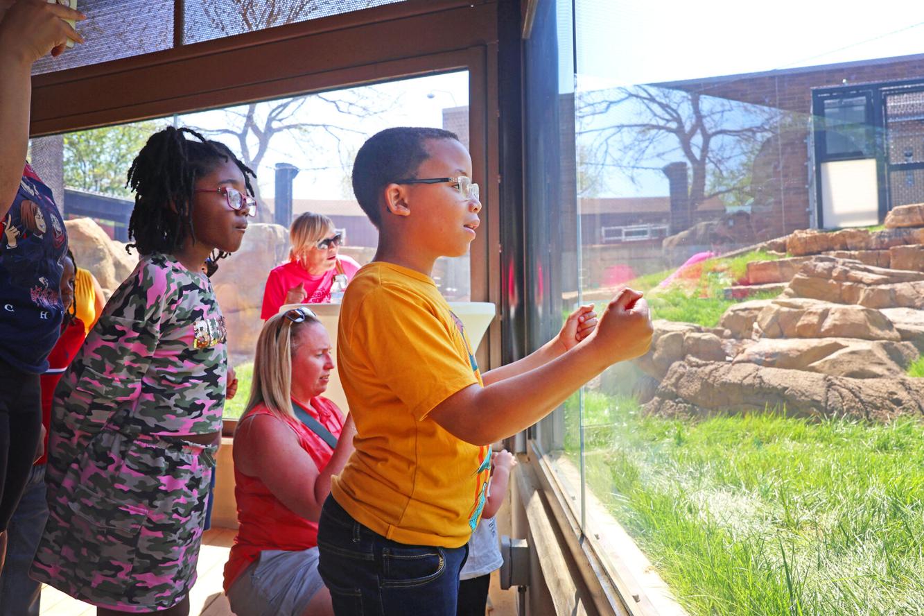 Pumas greeted with warm welcome at Scovill Zoo exhibit