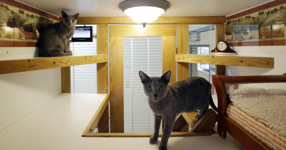 There is room at the inn for furry feline friends