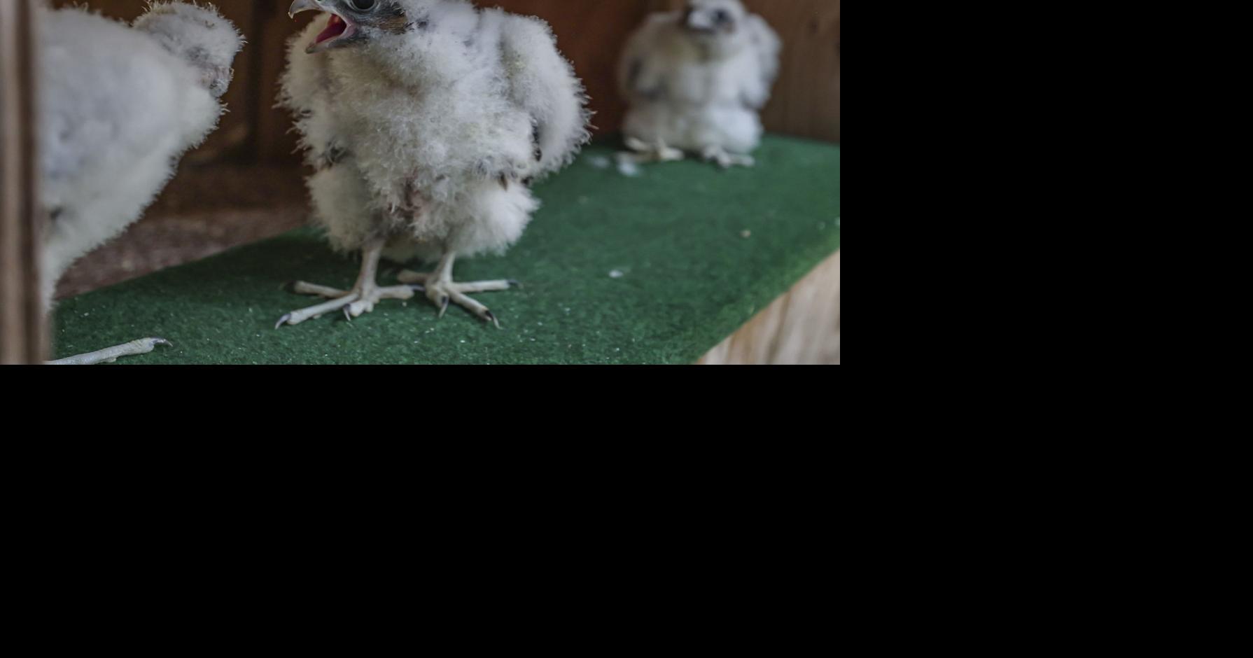 Illinois Raptor Center saves 3 peregrine falcon chicks