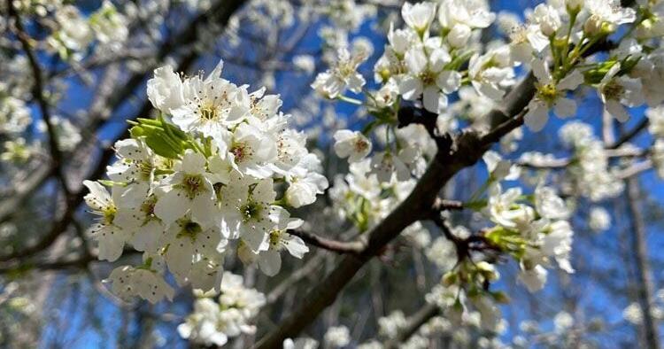 Illinois will ban invasive Callery pear tree in 2028 under Exotic Weed Act