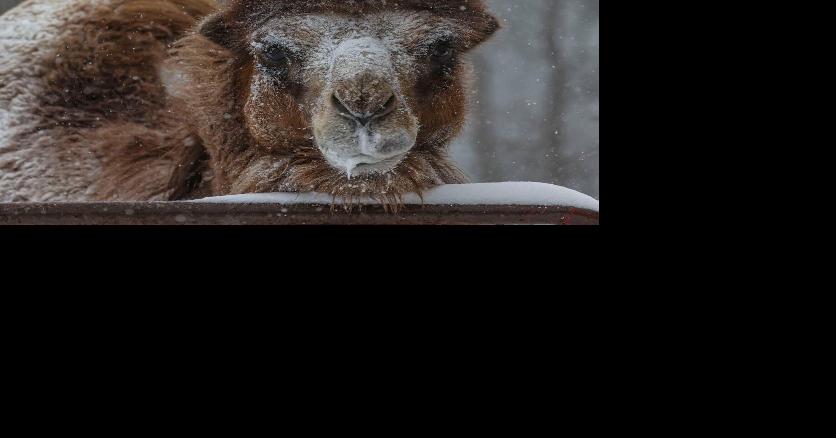 Grownups are invited to a Zoo-riffic Evening at Decatur zoo