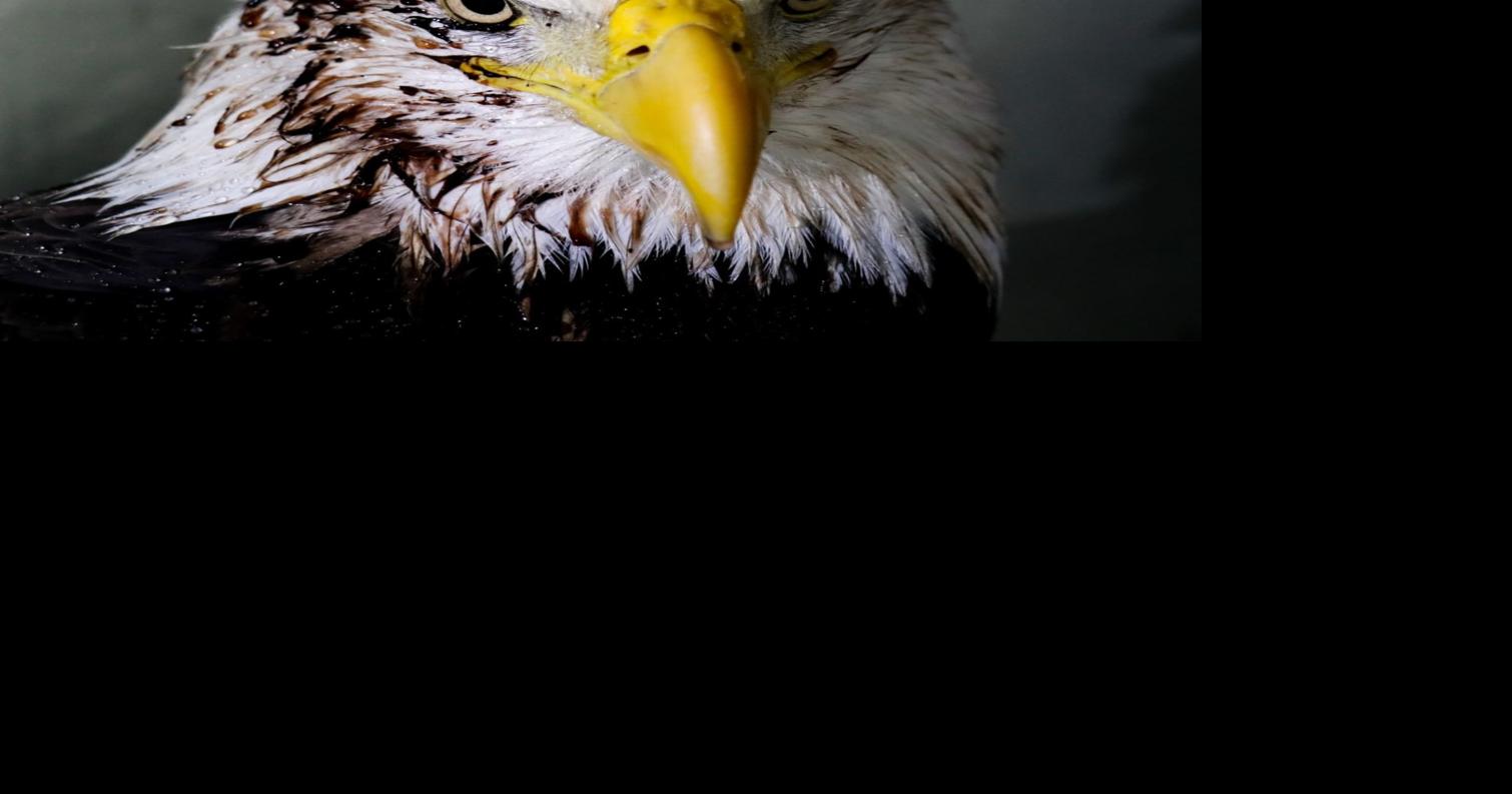 Bald eagle found by police on I-55 taken to Illinois Raptor Center in ...