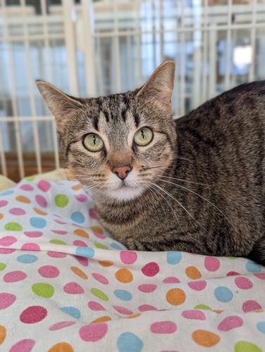 Pet of the Week: Meet Carmie