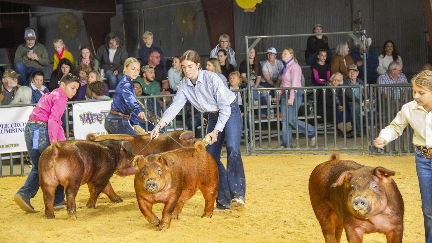 Wuest wins Swine Grand Champion at Comal County Junior Livestock Show ...