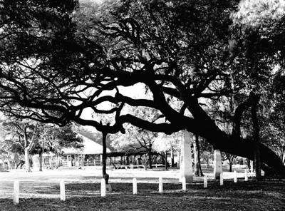 People remember the beauty of Landa Park | Community Alert | herald ...