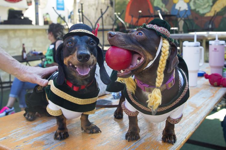 DOWN THE STRETCH THEY COME: Dachshund races return to Krause's Cafe ...
