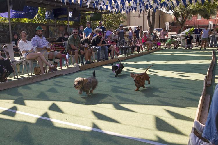 DOWN THE STRETCH THEY COME: Dachshund races return to Krause's Cafe ...