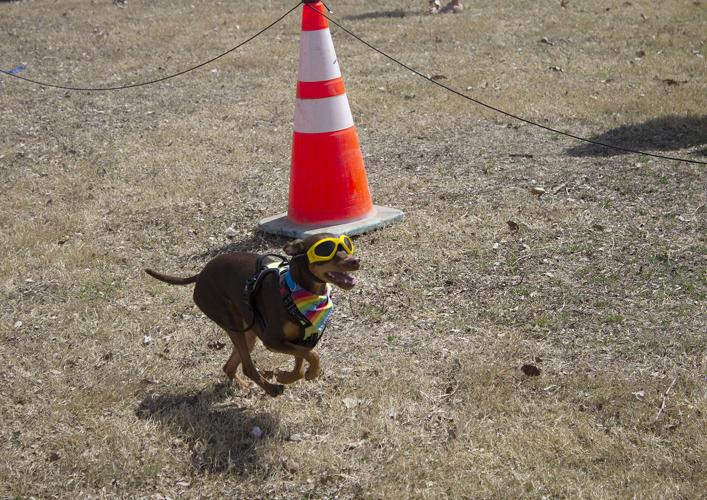 GALLERY: Fischer Park Dog Rodeo spotlights some of New Braunfels' most ...