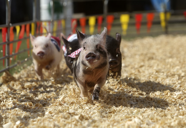 Pig races make debut at Comal County Fair | Local News | herald-zeitung.com