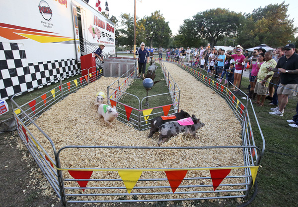 Pig races make debut at Comal County Fair | Local News | herald-zeitung.com