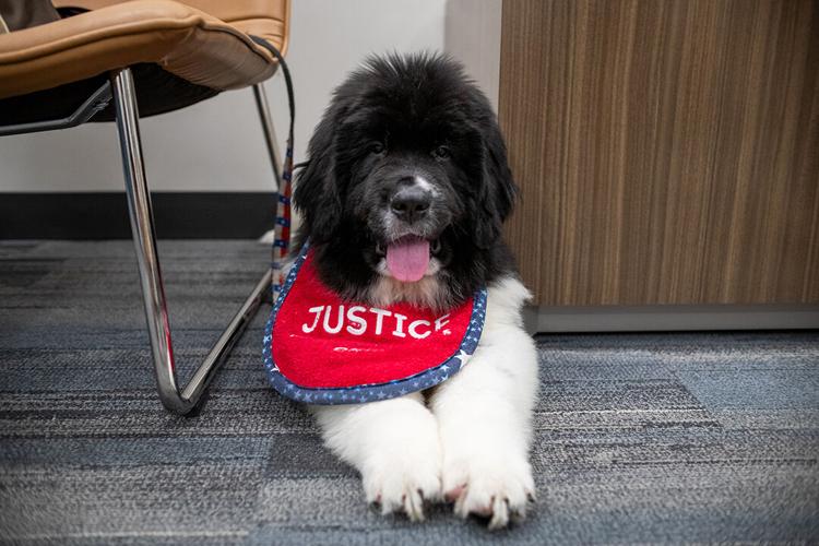 PAW & ORDER: New therapy dog named Justice comforts Comal County crime ...