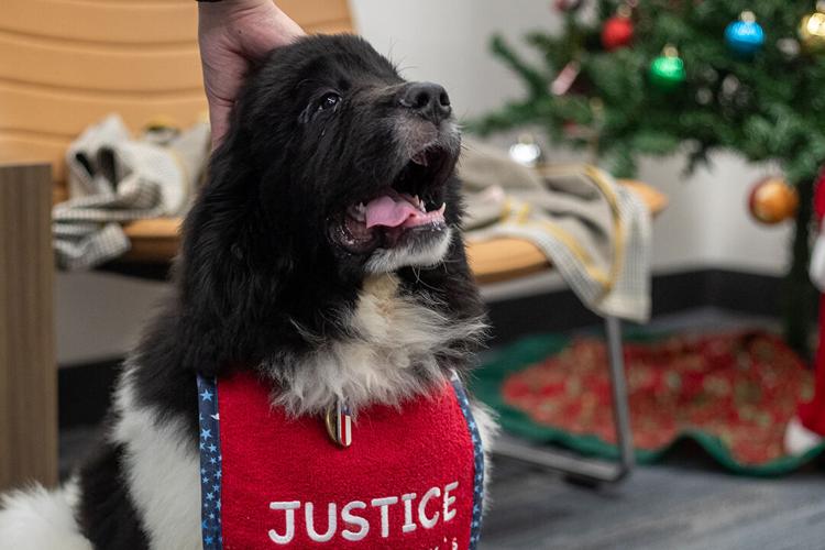 PAW & ORDER: New therapy dog named Justice comforts Comal County crime ...