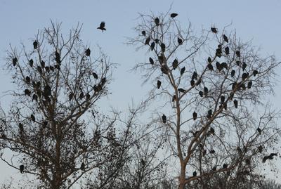 Bird flu detected in vultures found in New Braunfels' Landa Park | News ...