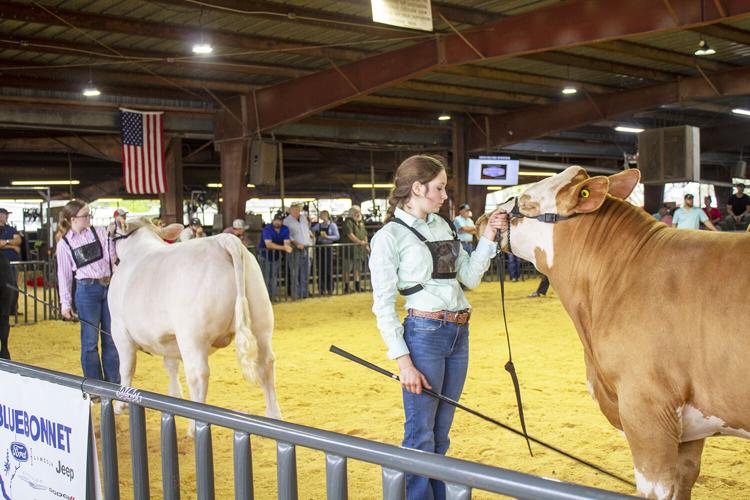 UDDER-LY AMAZING: Steers, heifers close out 2026 Comal County Jr ...