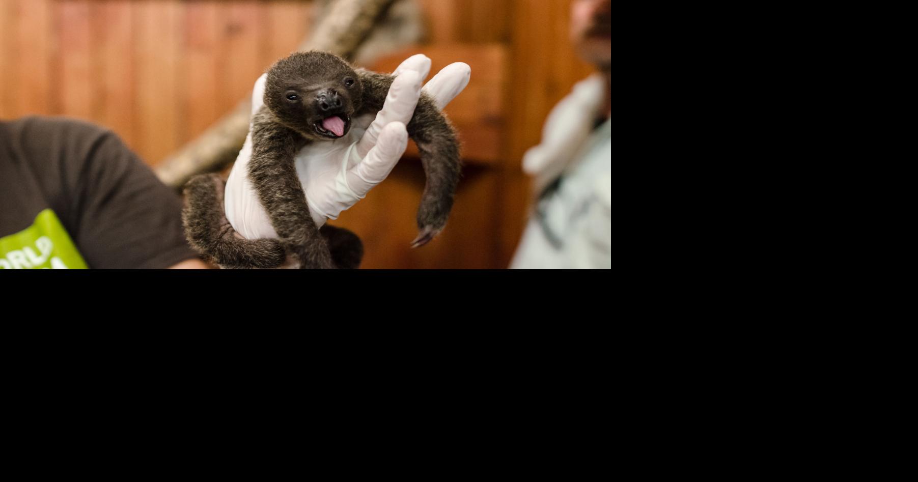 Animal World & Snake Farm announces 2-toed sloth birth | News | herald ...