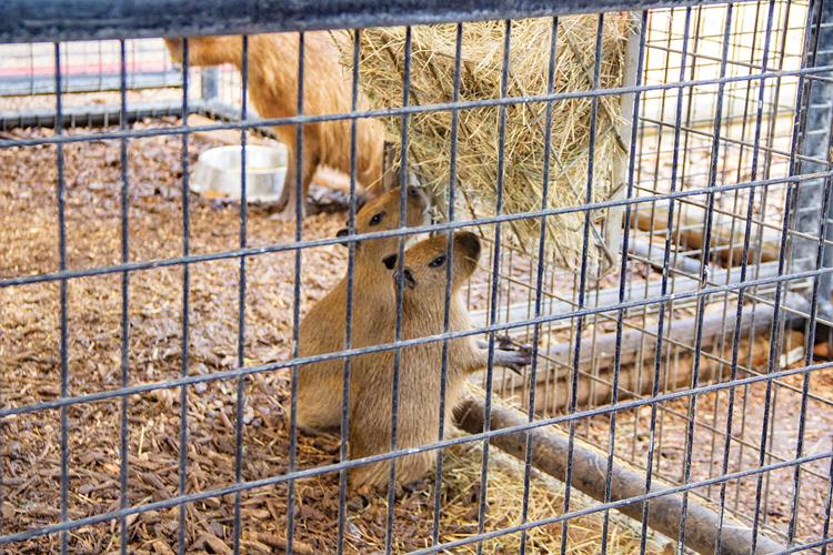 NAME THAT CAPY! Animal World Snake Farm and Zoo seeking names for baby ...