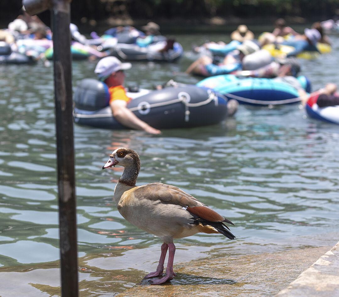 Comal River in New Braunfels earns National Water Trail designation ...