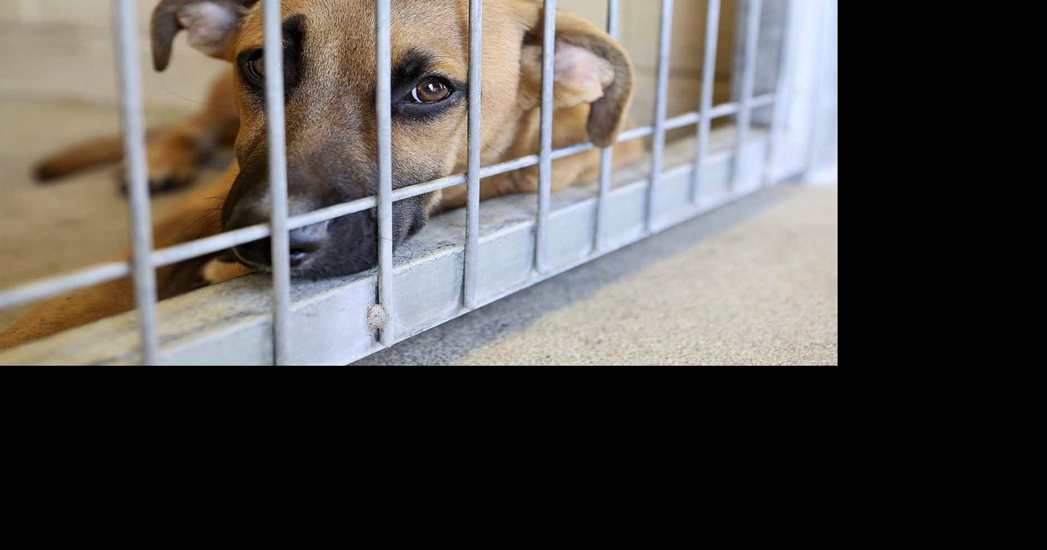 Short on shelter: Humane Society faces overcrowding | News | herald ...