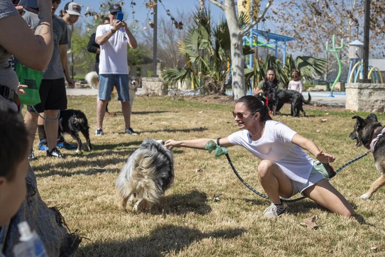 CANINE COMPETITION: Fischer Park Dog Rodeo hosts costume contests ...